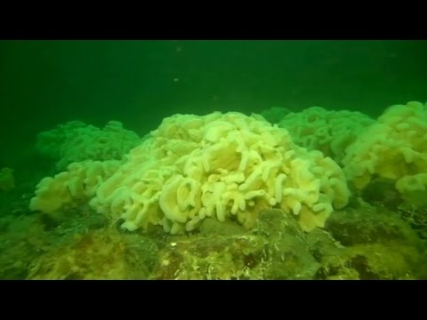 Monster In The Closet: Climate Change Or Climate Regime Shift? - YouTube