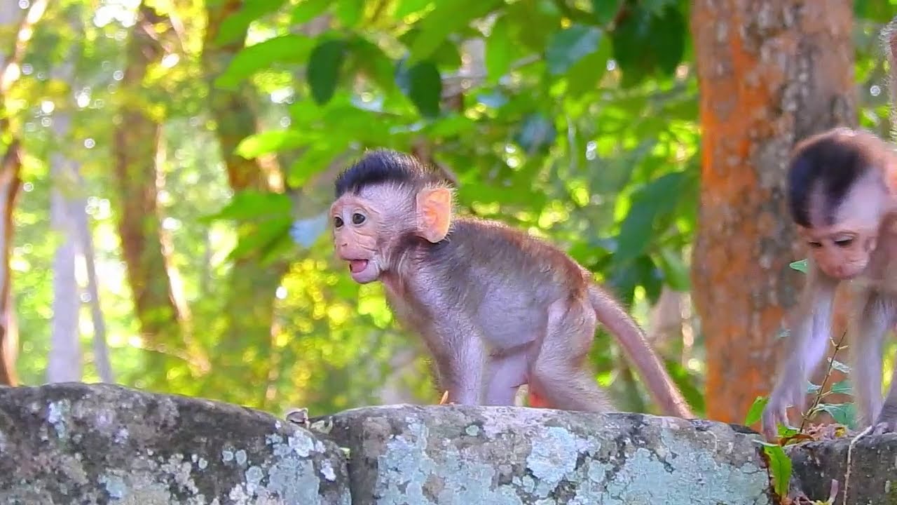 Wow So Amazing When To See Baby Monkey Use The Talent To Walk Really wow-so-amazing-when-to-see-baby-monkey-use-the-talent-to-walk-really