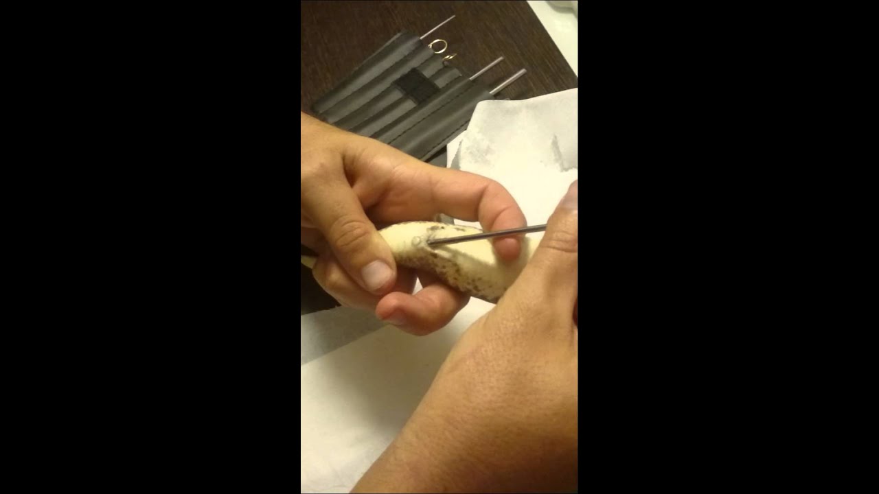 Ball Python Sexingsexaje Python Regius Youtube 2844