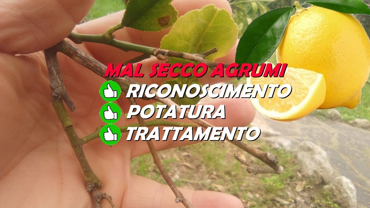 POTATURA MAL SECCO AGRUMI E TRATTAMENTI BASE DI RAME - YouTube