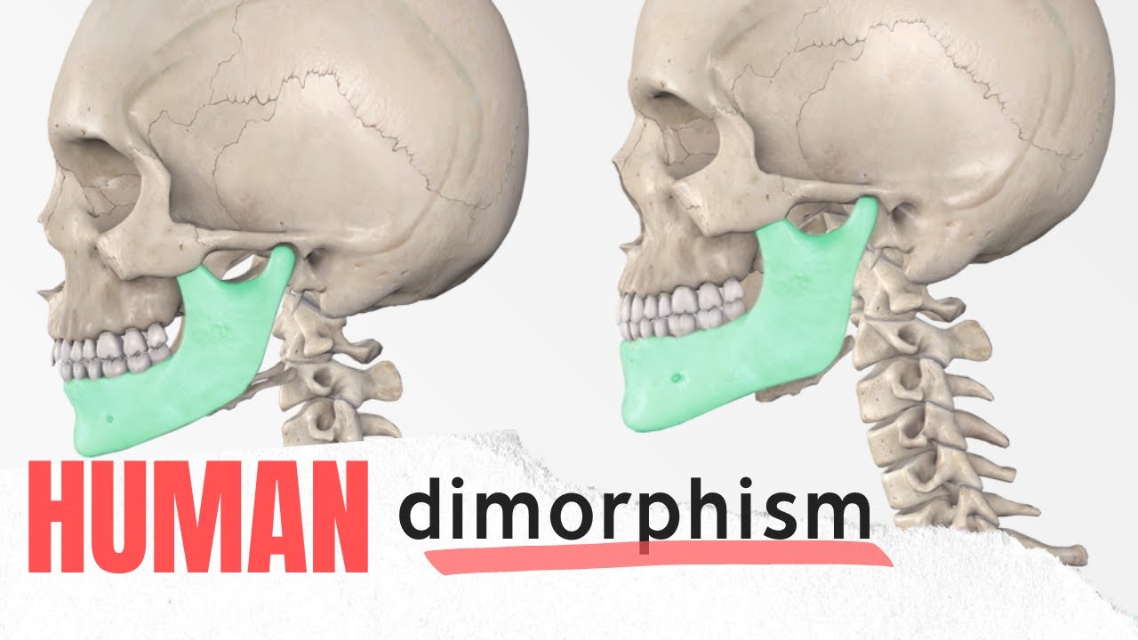 Human Sexual Dimorphism - YouTube