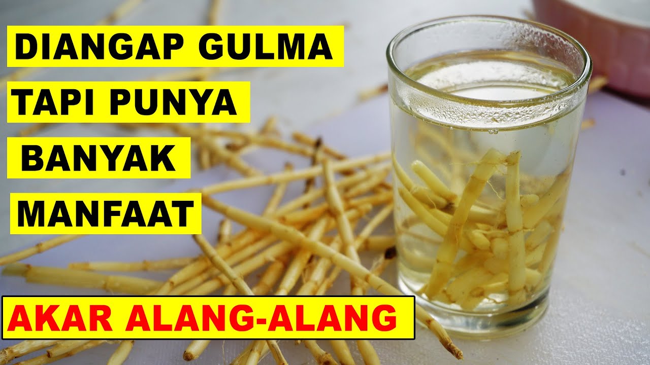 Akar Alang-alang Punya Banyak manfaat untuk Kesehatan | Obat Herbal ...
