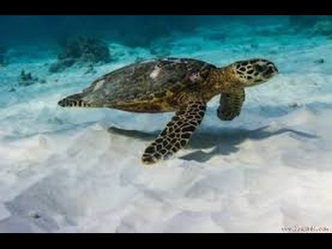 Sea Turtles Documentary HD - Turtles & Tortoises Turtle & Tortoise ...
