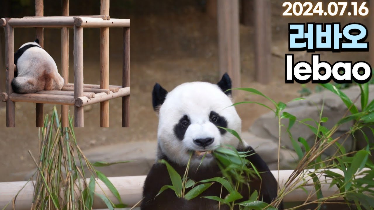 2024.07.16 러바오 lebao - YouTube