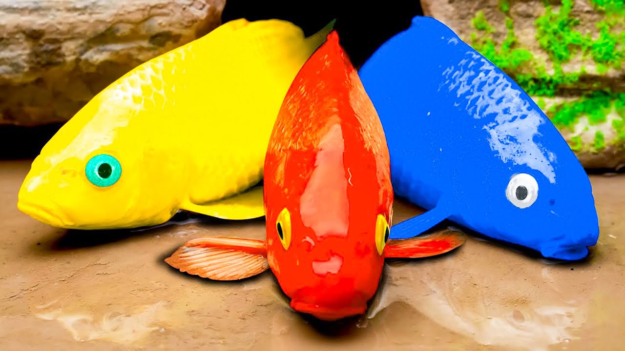 (NEW)💕 FUNNY FISH VIDEO💕Koi fish prank and the unexpected ending - Stop ...
