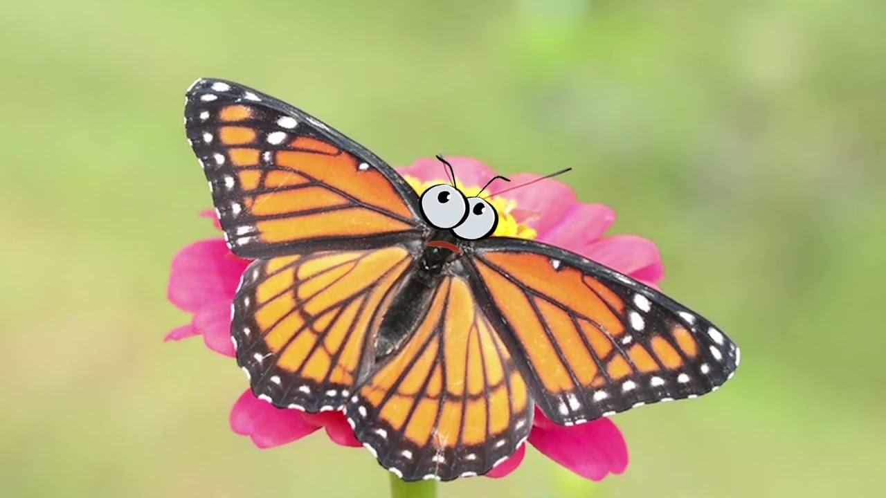 Book Trailer: A Thief in Pollinator Paradise - YouTube