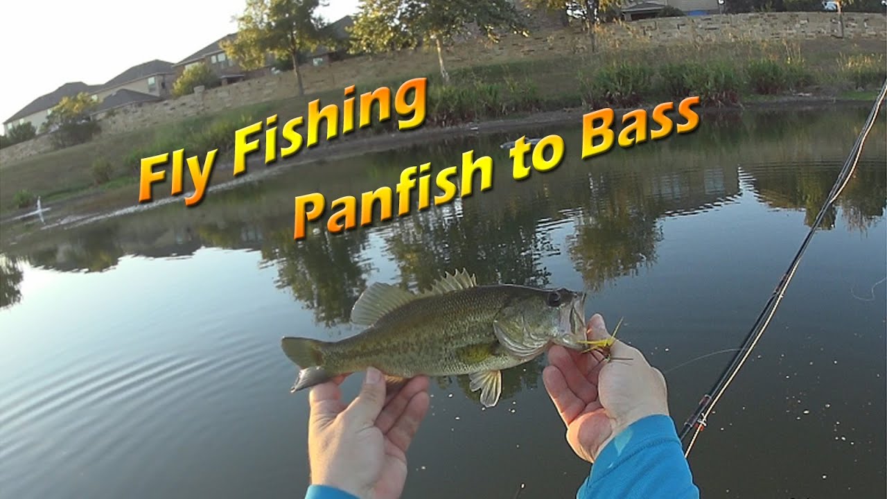 Fly Fishing on a pond. Panfish to bass - YouTube