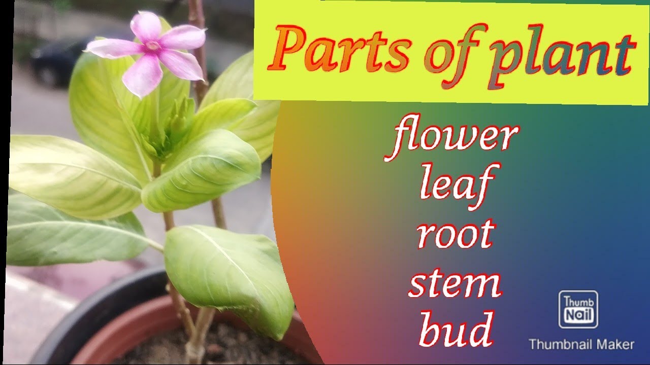Parts Of A Plant For Kids Parts Of Plants For Children Parts Of Parts Of A Plant For Kids Parts Of Plants For Children Parts Of