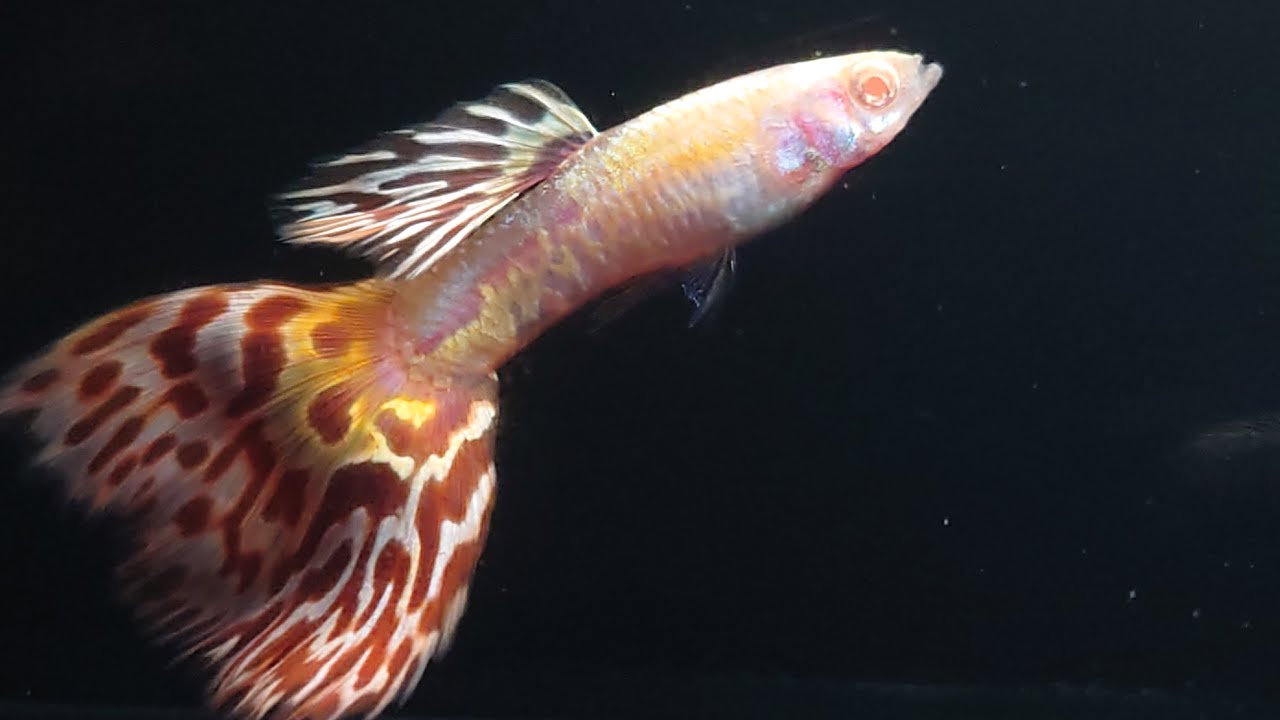 Albino Phoenix - YouTube