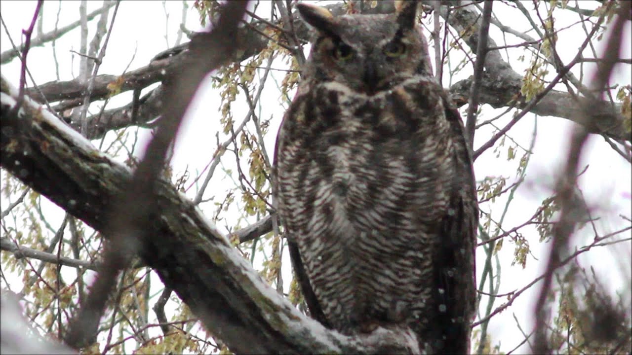 Great Horned Owl In Snowstorm Being Mobbed By Crows - YouTube