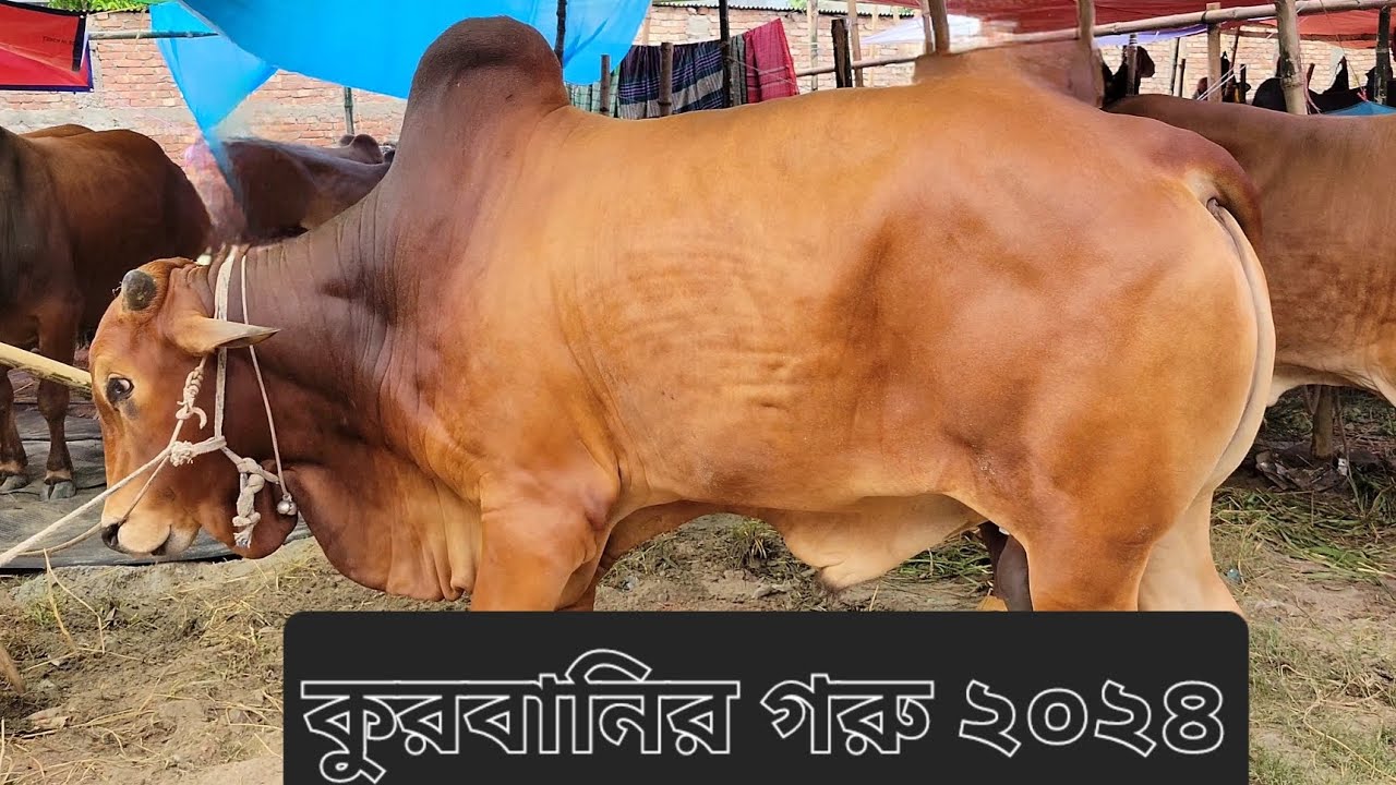 Hamba Cow Goru Qurbanir Hat kurbanir goru 2024 |হাম্বা গরুর হাট ২০২৪ ...