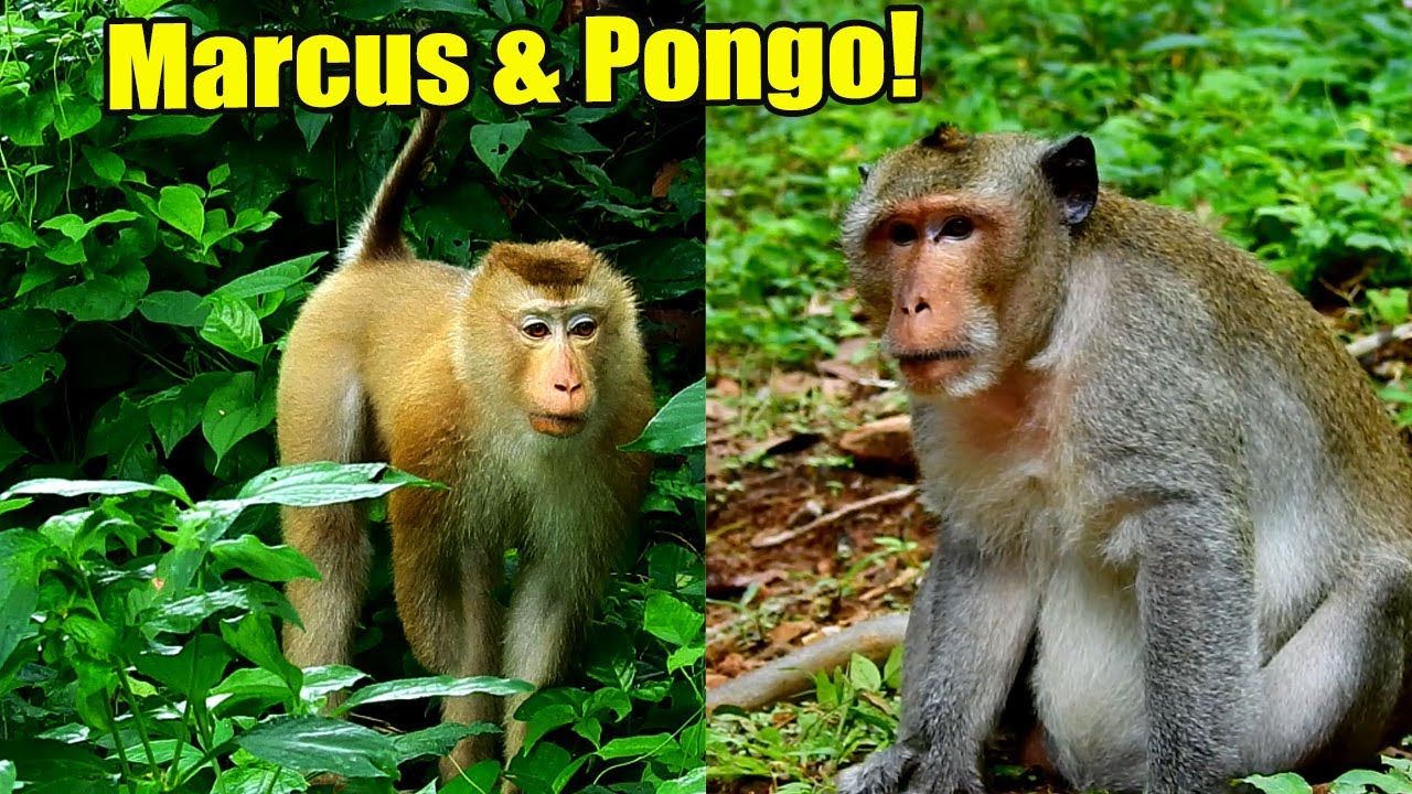 New Update! Pongo Becomes A Front Line Fighter And Now He Looked Marcus ...