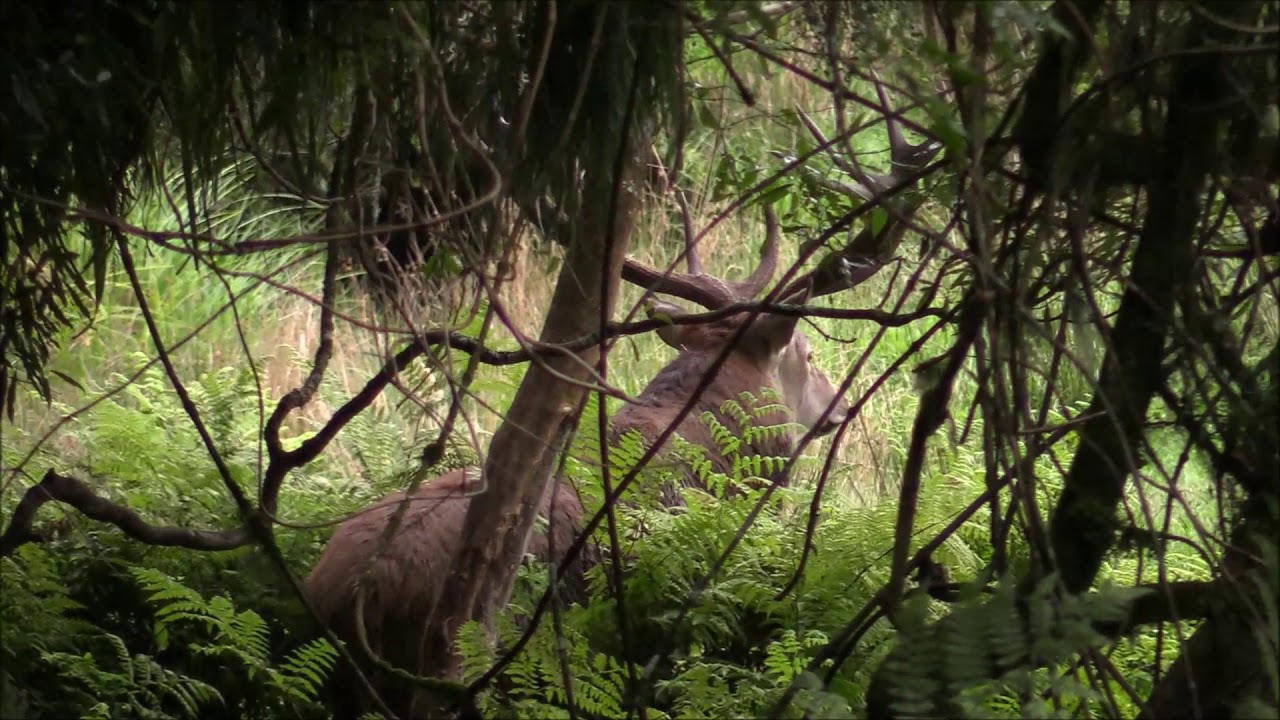 Pre Red Deer Roar buck fever 2018 - YouTube