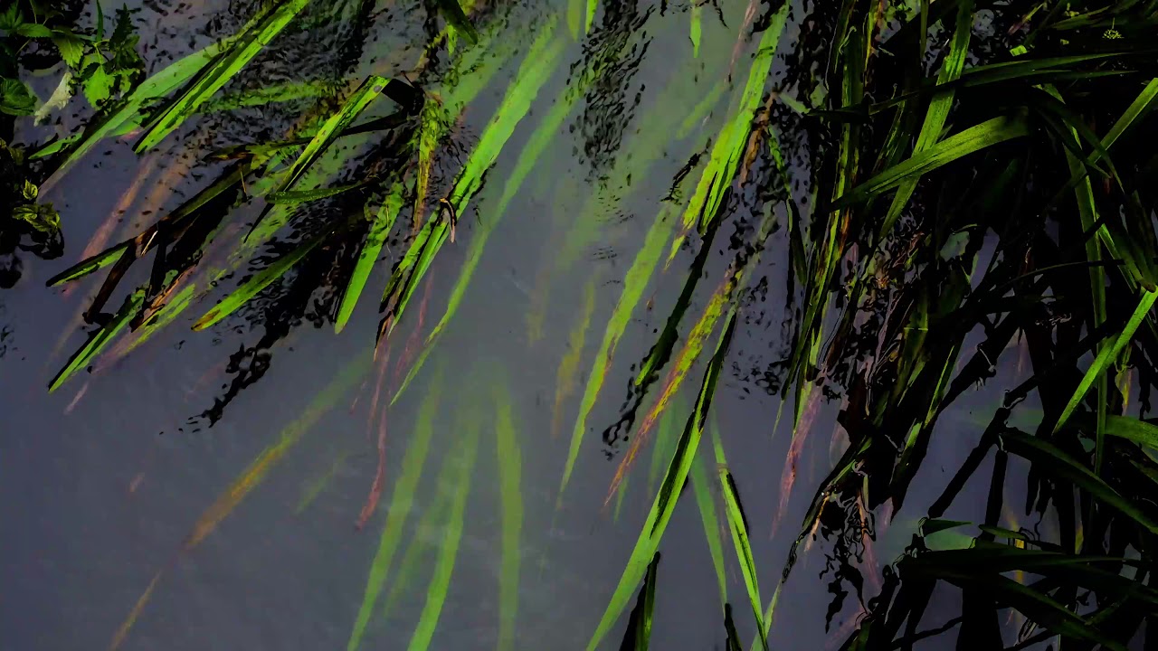 Reeds in flowing water 30 mins HD 4K - YouTube