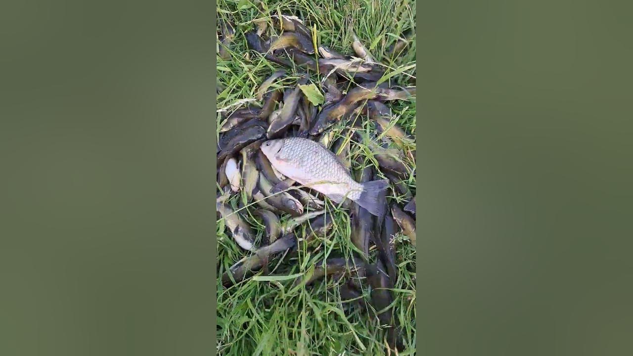 Конкурс Викторина Загадка Знатокам Рыба Супер Игра 💥 Топ Сезона 🔥 Смех и Юмор 😮😊 Шоу Смеха