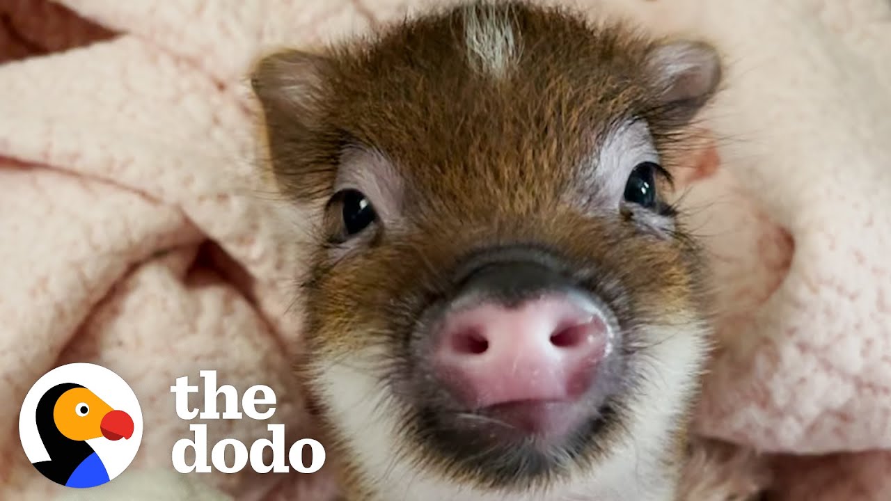 This 2-Pound Rescue Pig Will Make Your Day | The Dodo - YouTube