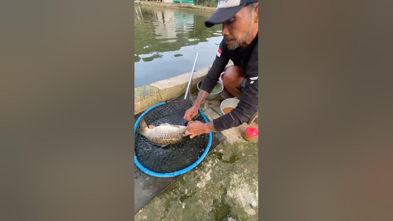 mancing ikan mas sambil menunggu waktu berbuka 👳🏼‍♂️ - YouTube