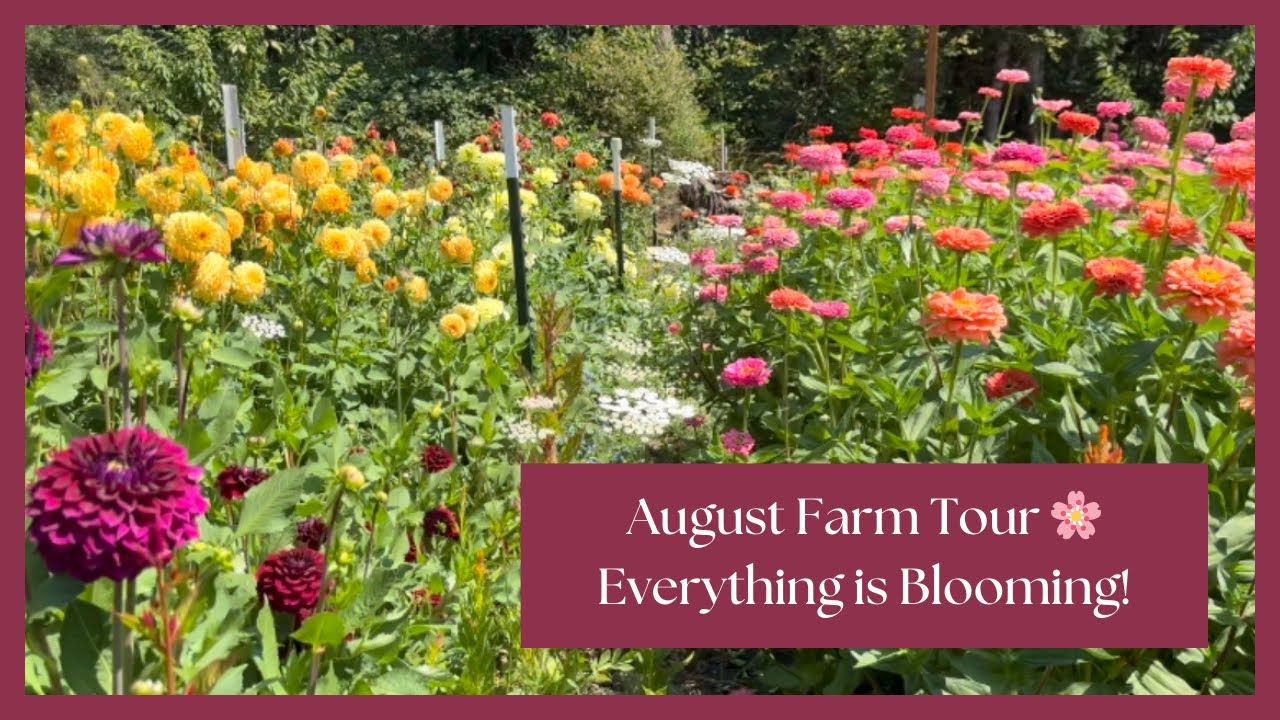 August Flower Farm Tour in PNW Zone 8b | Late Summer Blooms - YouTube