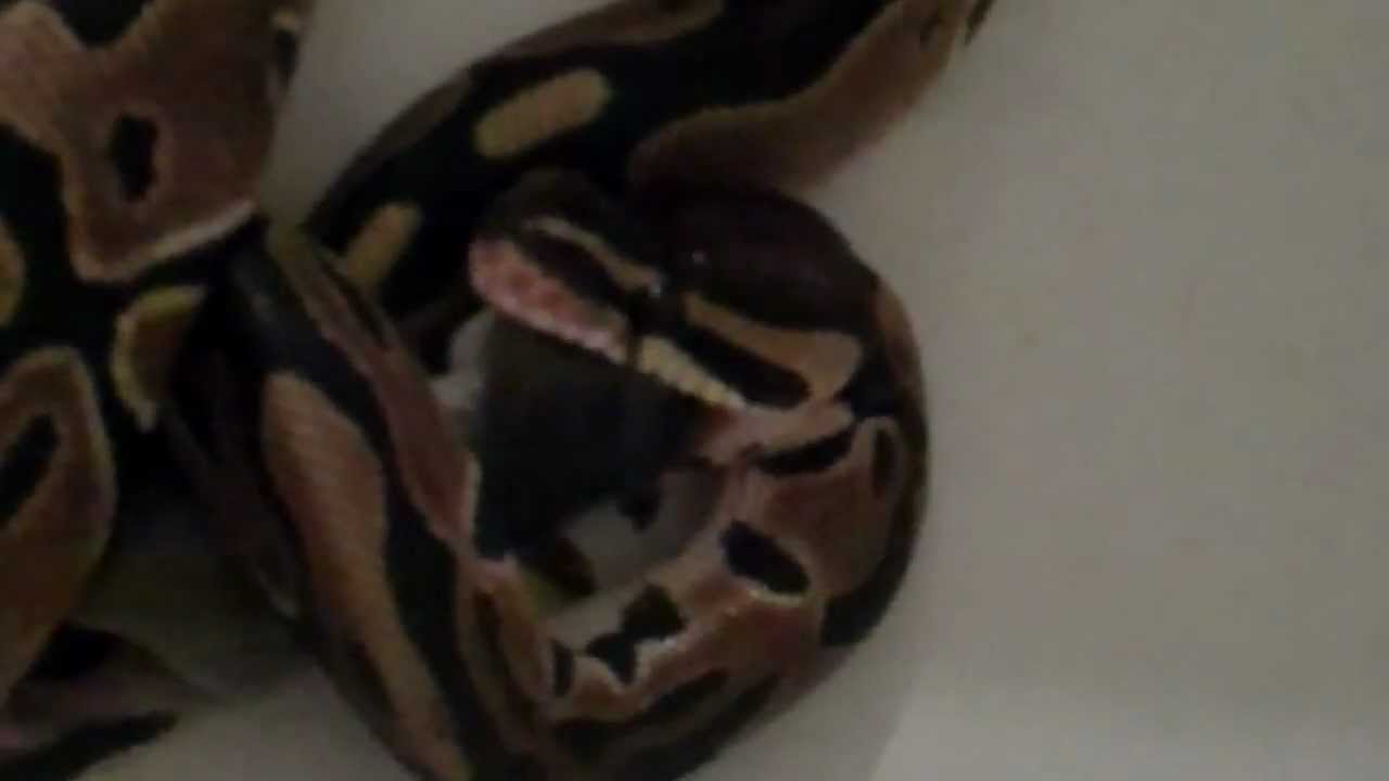 Emeric the baby ball python eating a pinkie mouse (Live Feeding) - YouTube