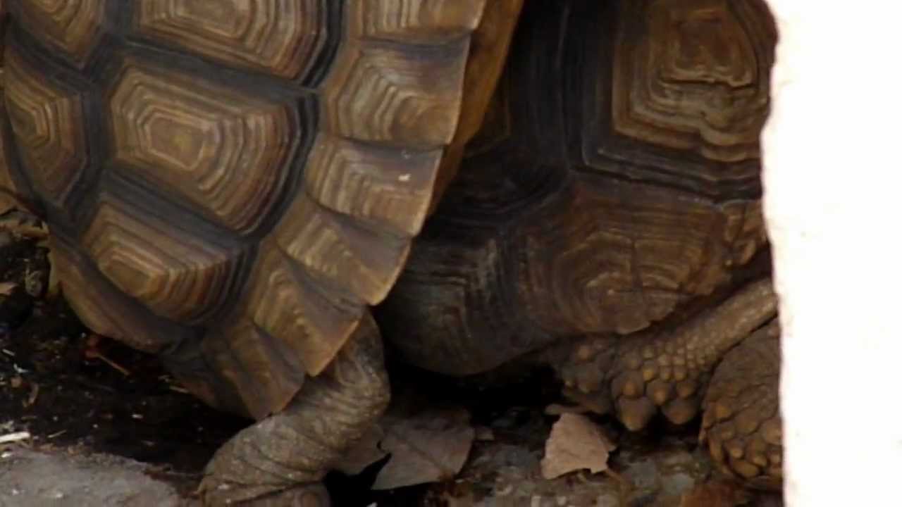 reproduccion de tortugas terrestres - YouTube