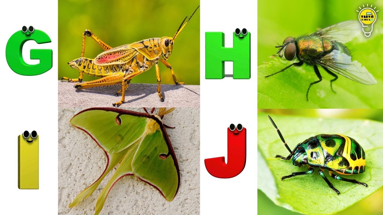 Abc Insect Song | A to Z Insects Song | Insects Alphabet song | Phonics ...