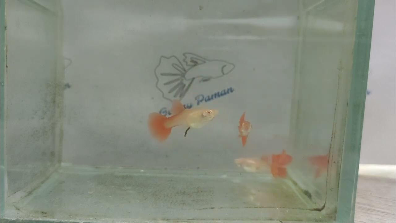 Ikan Guppy jenis Albino Full red (AFR) - YouTube