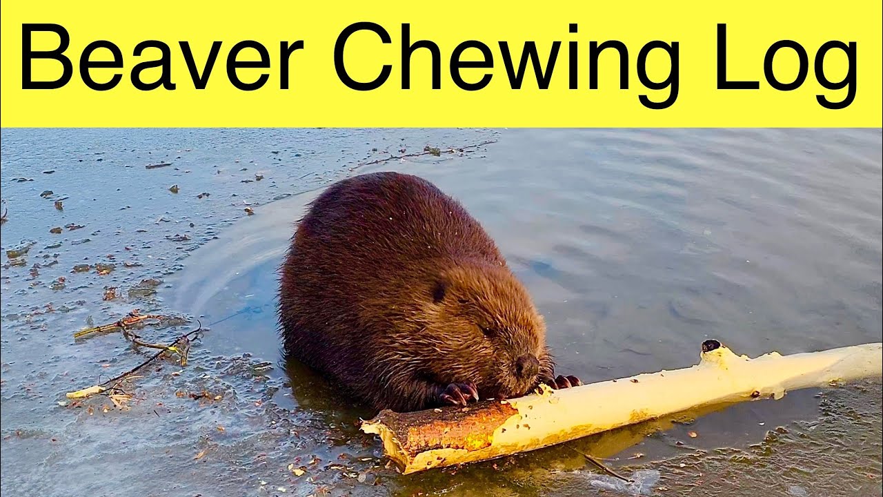 Just a BEAVER Chewing on a Log - YouTube