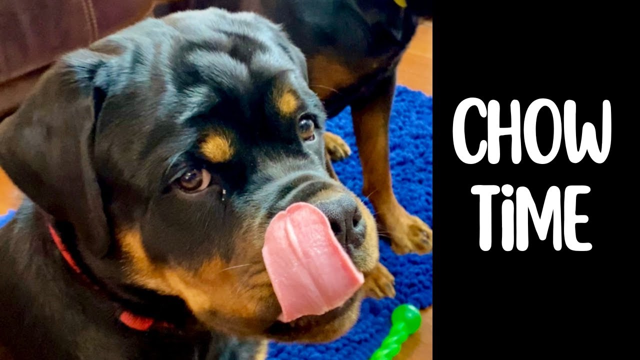 Chow time for our Rotties 😋 - YouTube