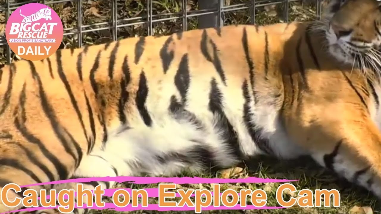 The Roll! - Kimba Tiger at Big Cat Rescue - YouTube