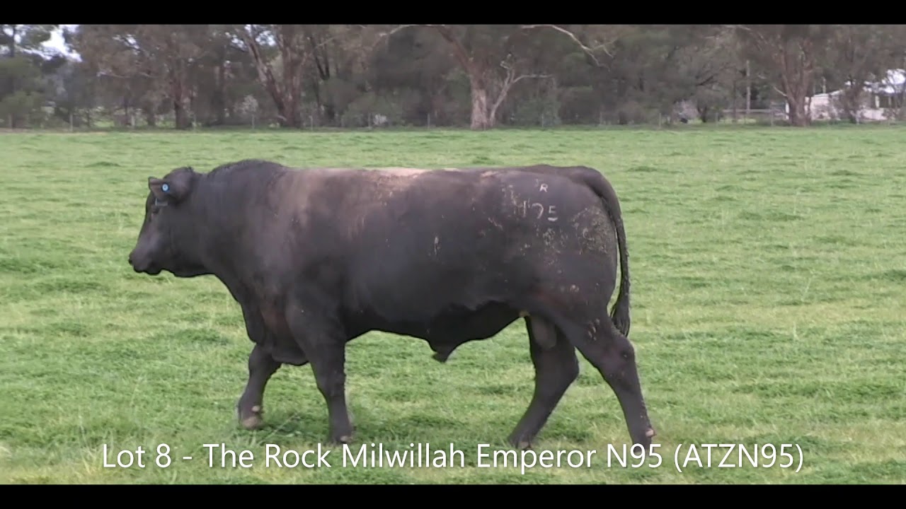 The Rock Angus ATZN95 - YouTube