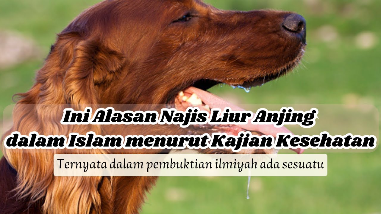 Ini Alasan Najis Liur Anjing dalam Islam menurut Kajian Kesehatan - YouTube