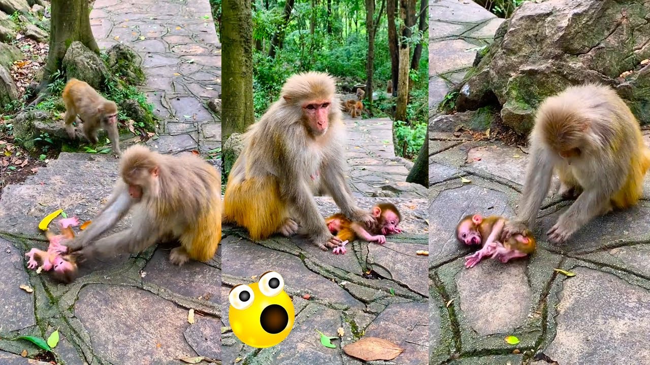 Poor baby monkey squeaks all day, mother monkey doesn't spare the baby ...
