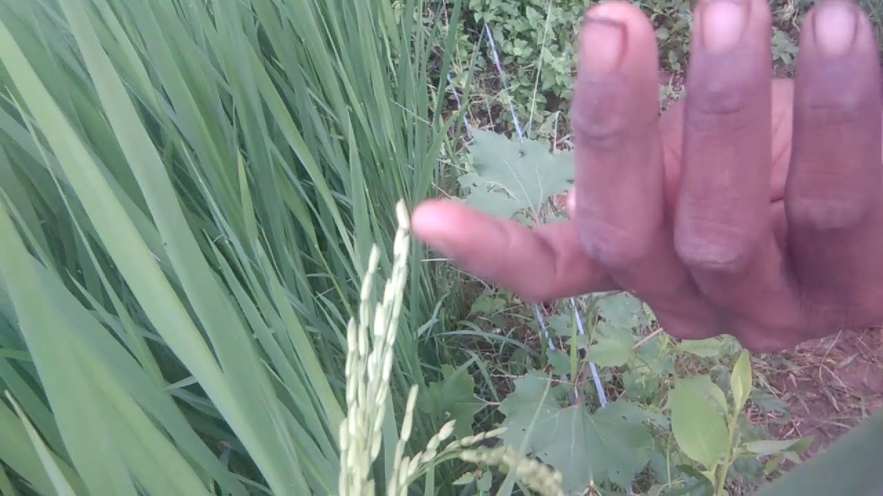 Paddy Beginning Stage . - YouTube