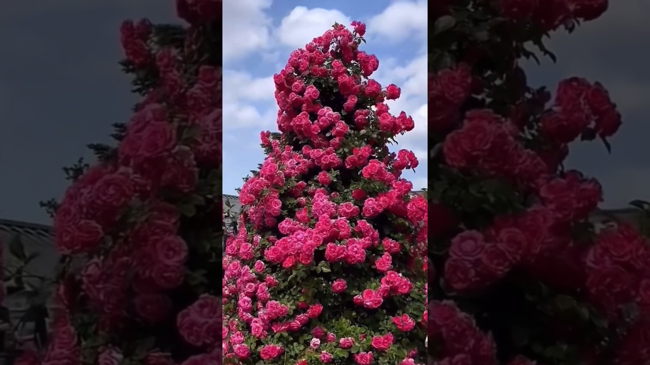A tower of rose flowers plant // beautiful rose garden (2/4) - YouTube