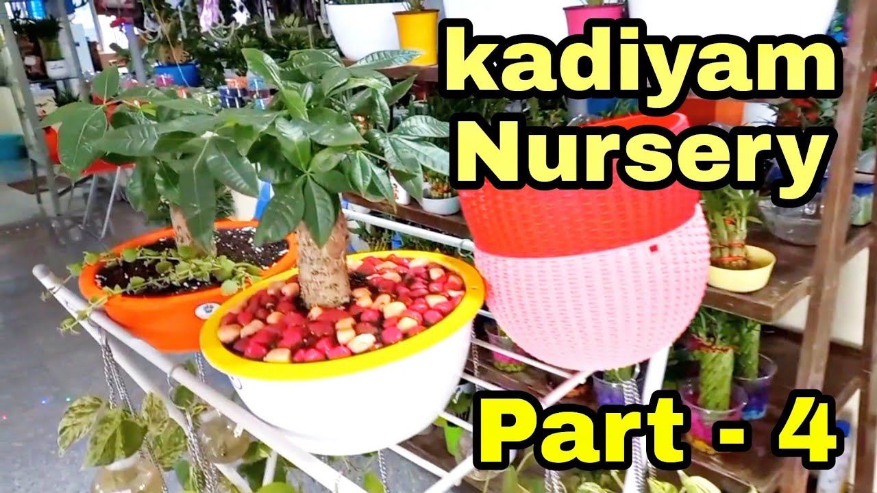 Indoor Plants At Kadiyam Nurseries | Kadiyam Nurseries | Part -4 | Tanu ...