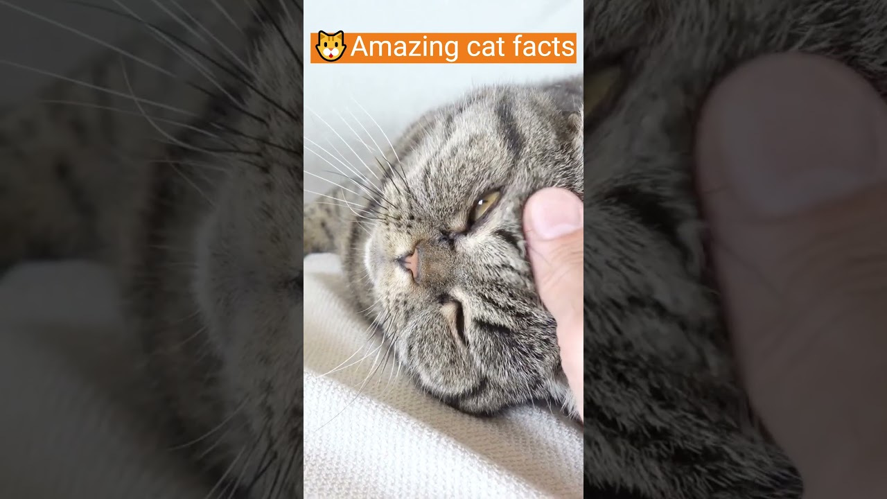 11 Foods That Can Harm Your Cat's Health: A Guide for Cat Owners