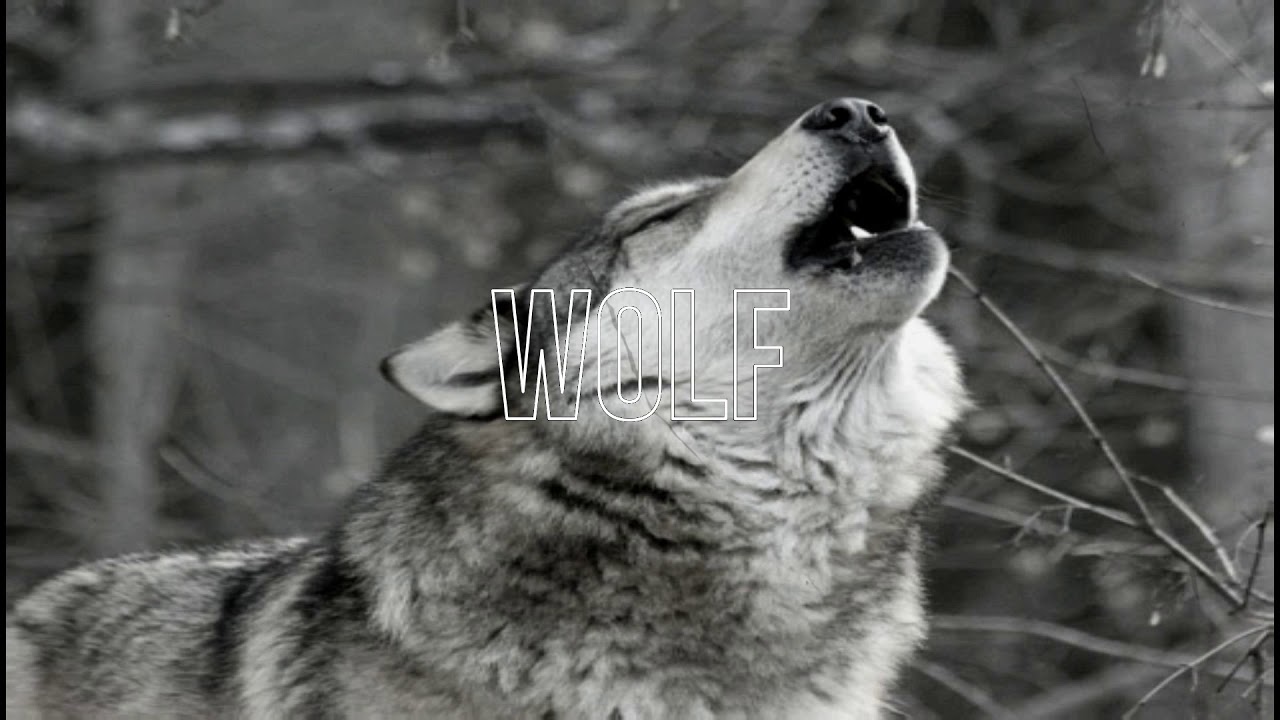 WOLF - INSTRUMENTAL - YouTube