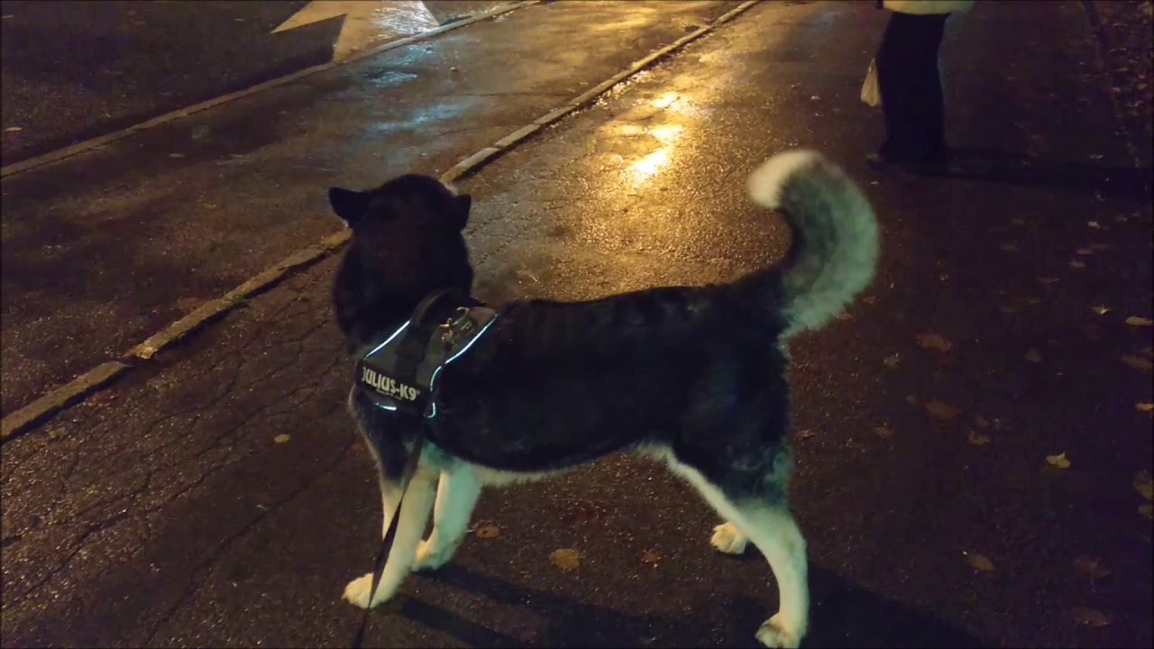 While waiting for ambulance, Alaskan Malamute howls at passerbyers ...