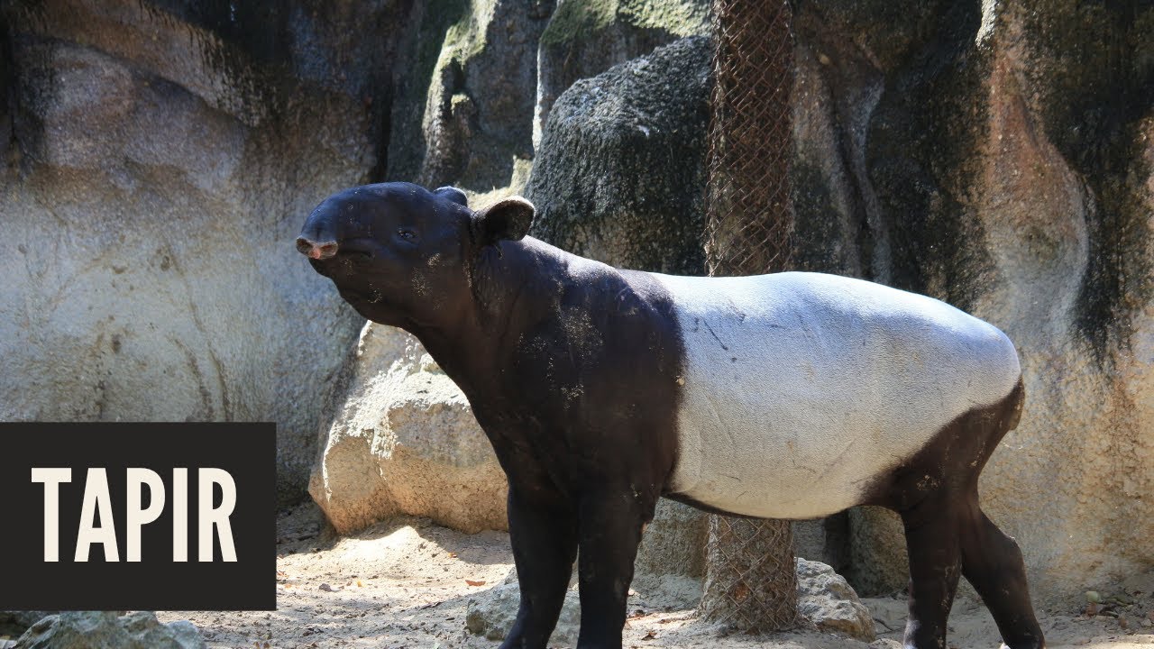 Mengenal Tapir: Mamalia Unik dari Hutan Hujan - YouTube