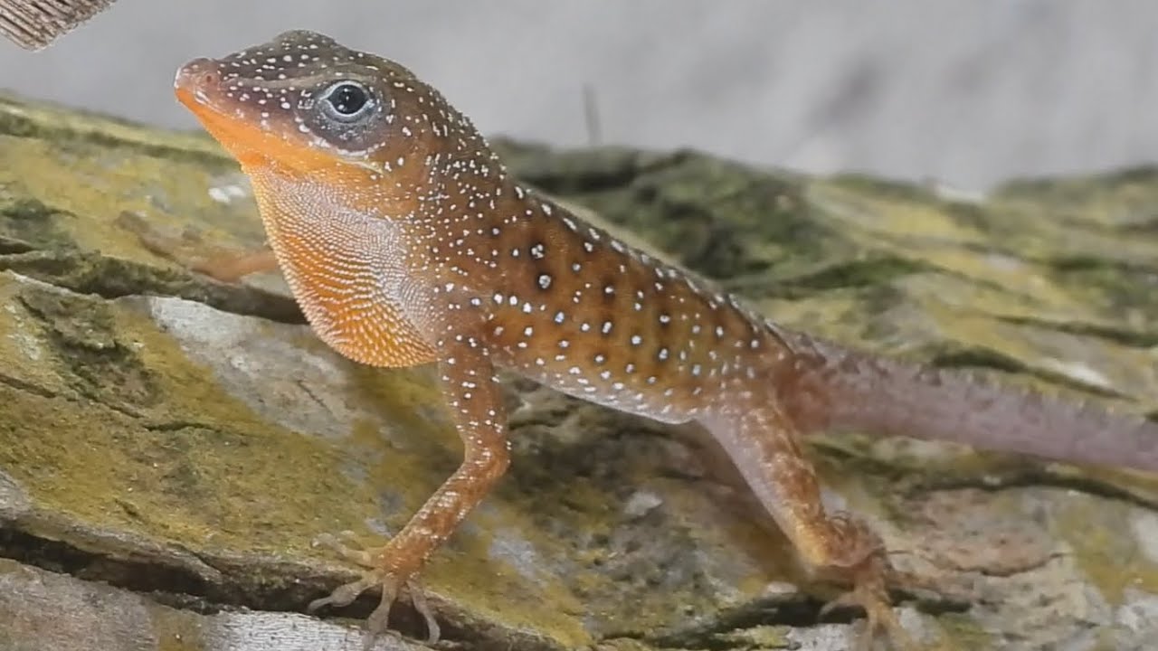 DOMINICAN ANOLE (Anolis oculatus winstonorum) - Dominica. Showing that ...