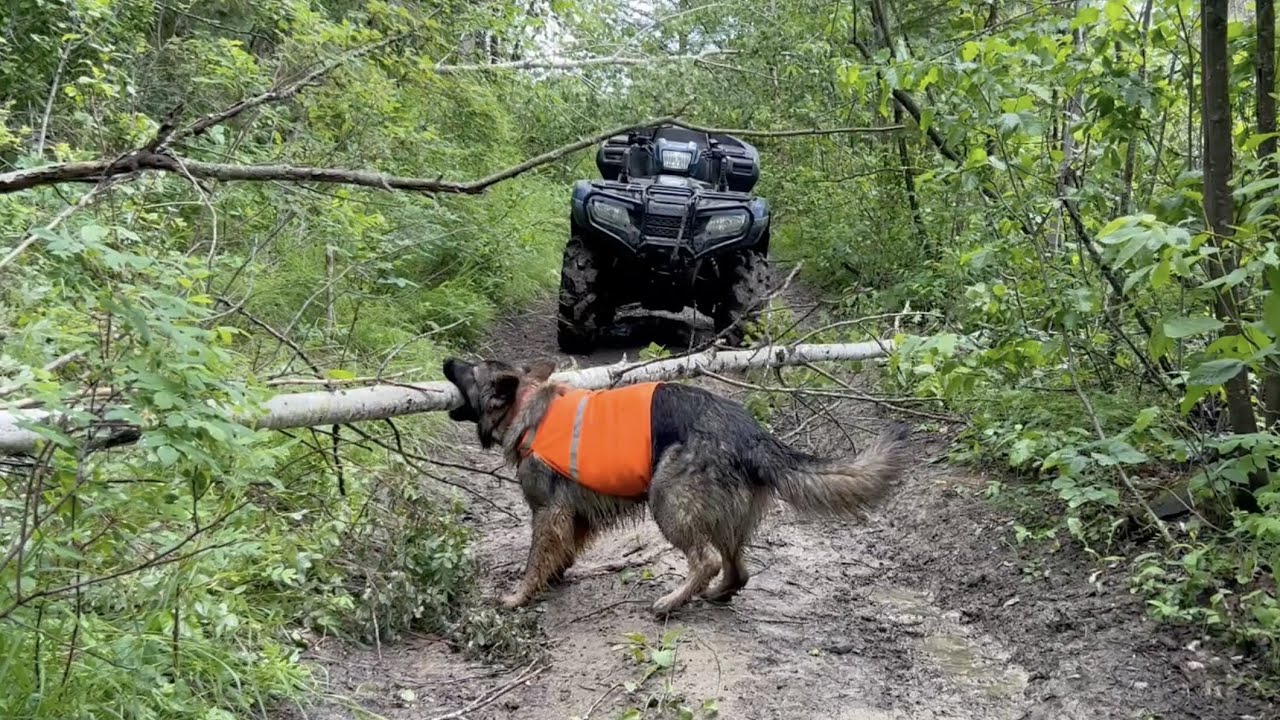 We ran into problems.. Beaver problems - YouTube