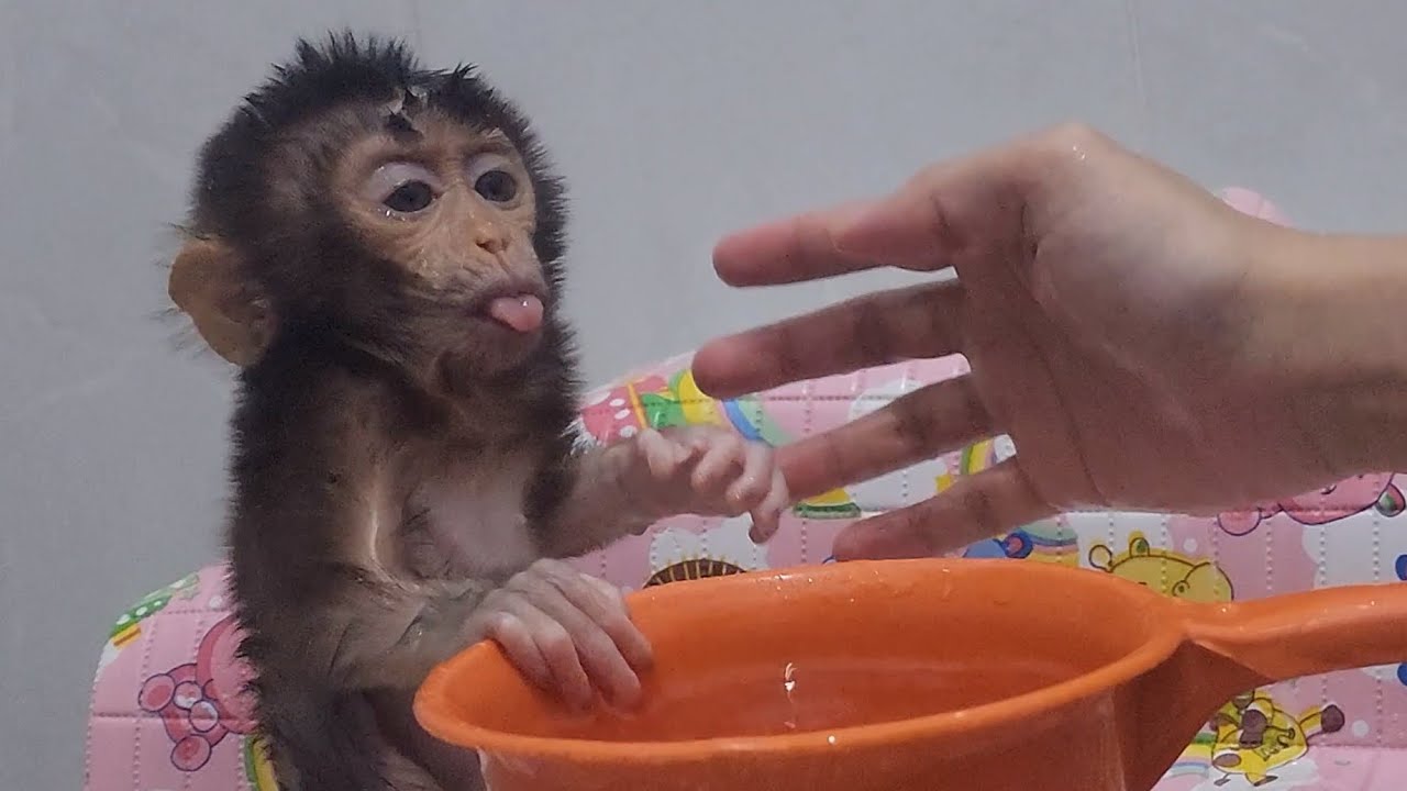 Baby Monkey Chibo showering warm water - YouTube