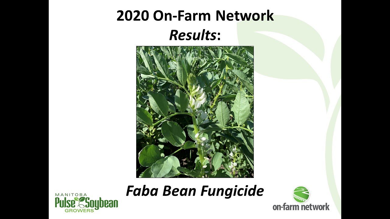 2020 On-Farm Network Results Series: Faba Bean Fungicide - YouTube