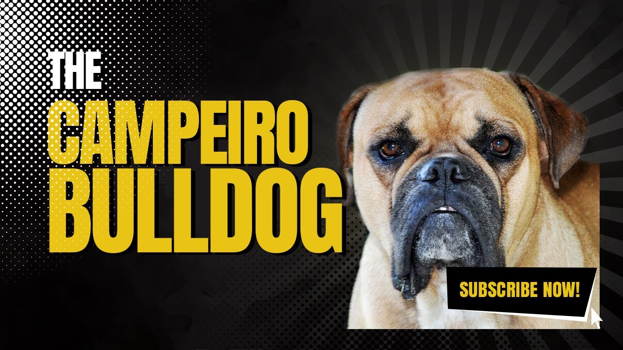 Campeiro Bulldog - The Forgotten Breed - YouTube