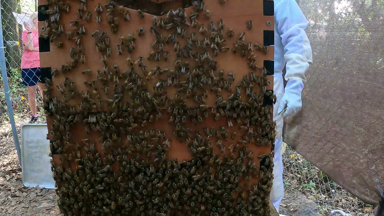 Honey Bee bearding on Flow hive May 31 2021 - YouTube