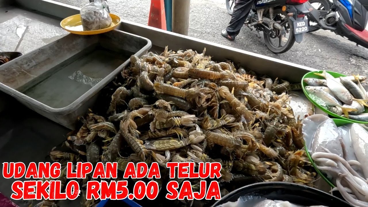 UDANG LIPAN ADA TELUR SEKILO RM 5.00 SAJA. IKAN JENAHAK MASIH HIDUP ...