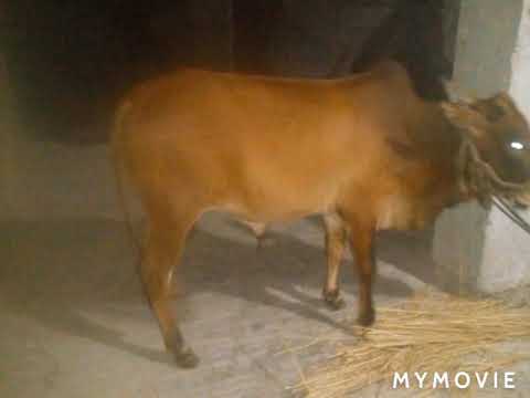 Goru picture and song 2020 subscribe - YouTube