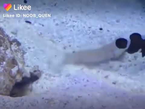 Ikan nya nakal