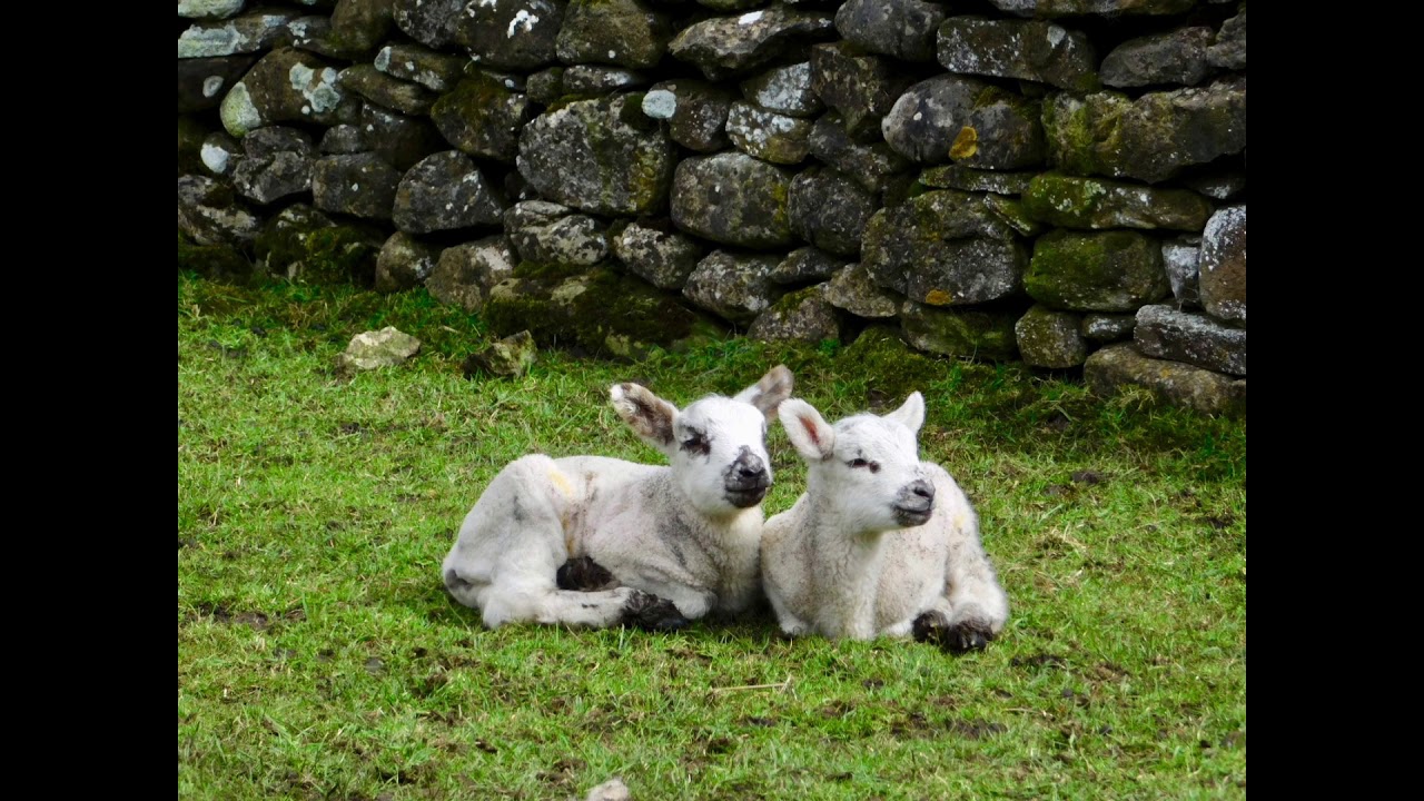 Walk from Airton to Winterburn, Yorkshire Dales - YouTube