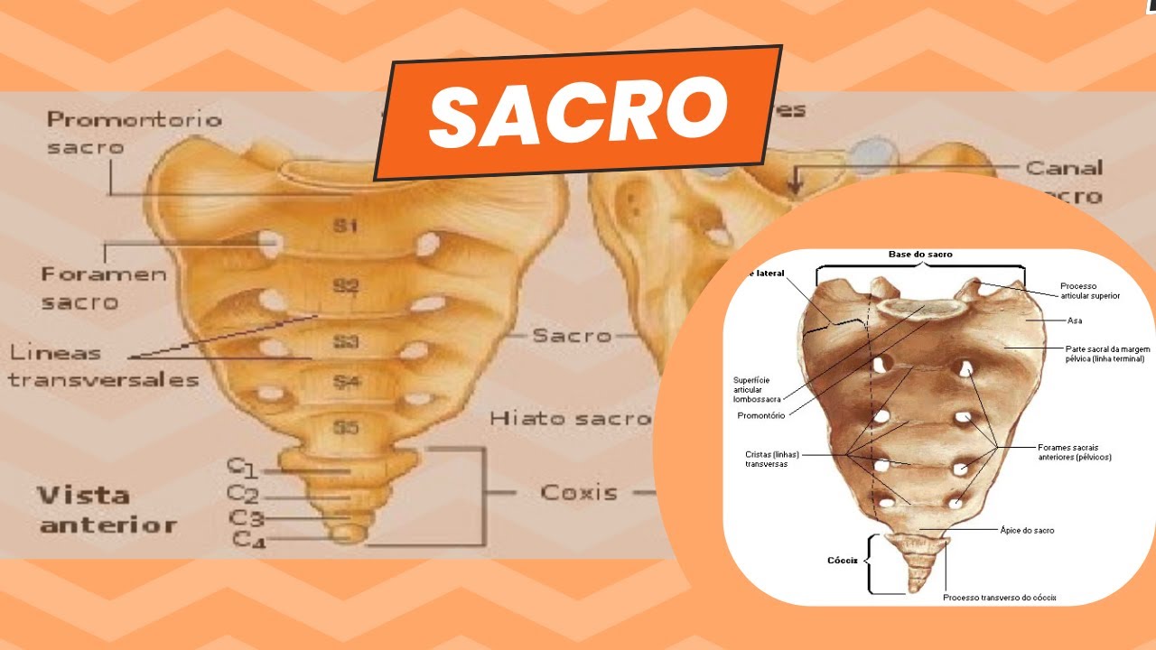 TODO LO QUE DEBES SABRE DE LA ANATOMIA DEL SACRO - ANATOMIA - YouTube